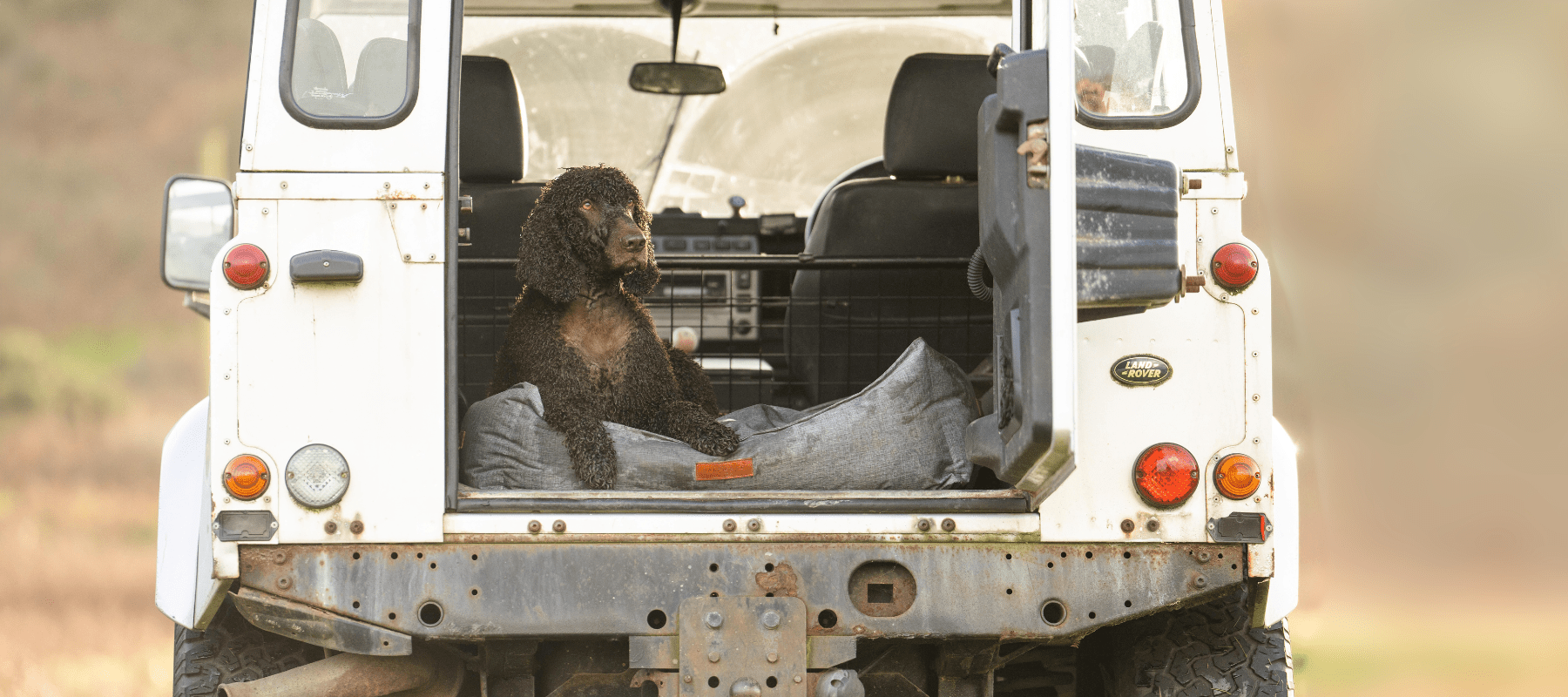 Road Trip Ready: Essential Gear to Keep Your Dog Safe in the Car
