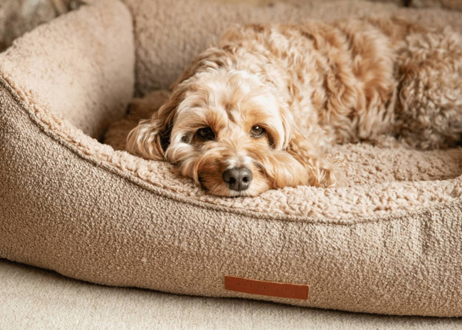 Luxury Beige Dog Bed | Boucle & Teddy Bear Fabric | Teddington